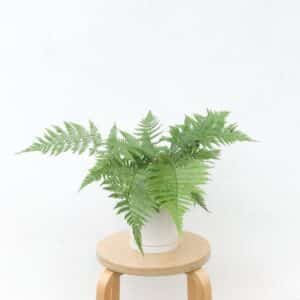 Japanese Wood Fern - Plnt.co