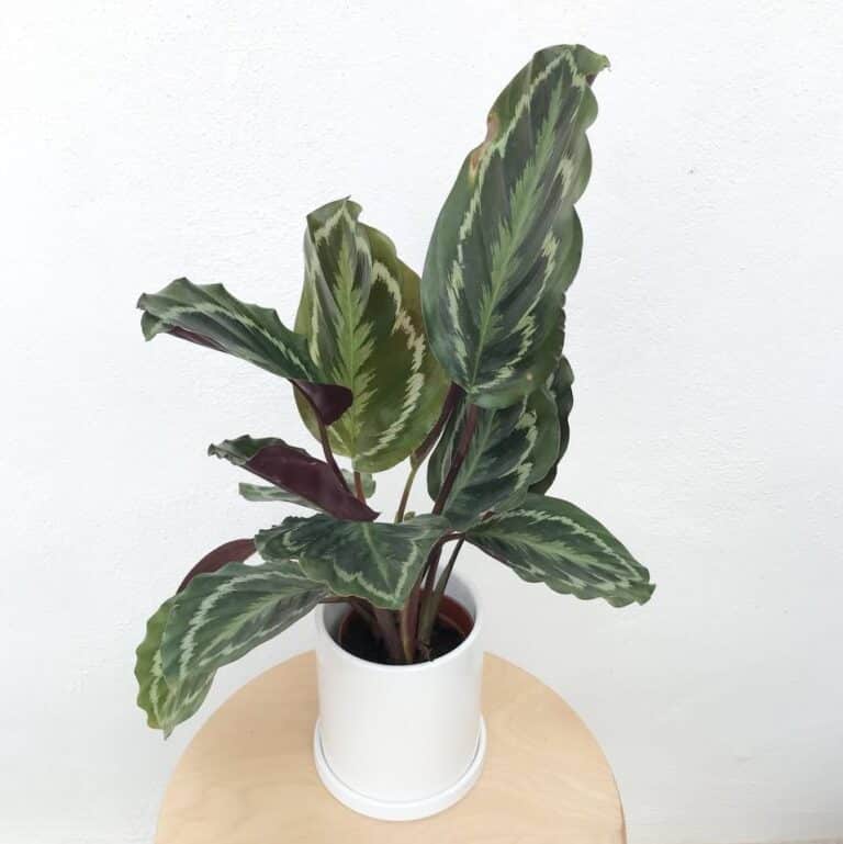 Calathea Medallion - Plnt.co