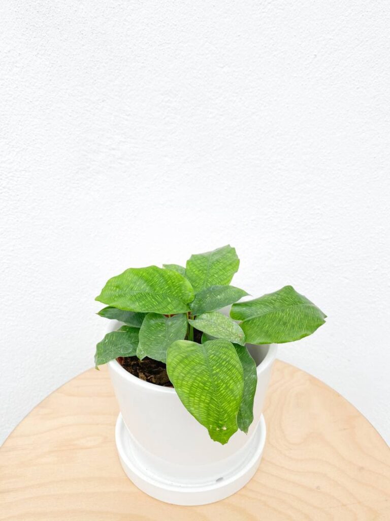 Calathea Musaica - Plnt.co