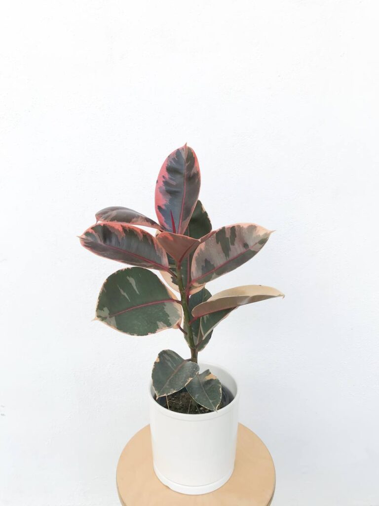 Ficus Elastica Ruby - Plnt.co