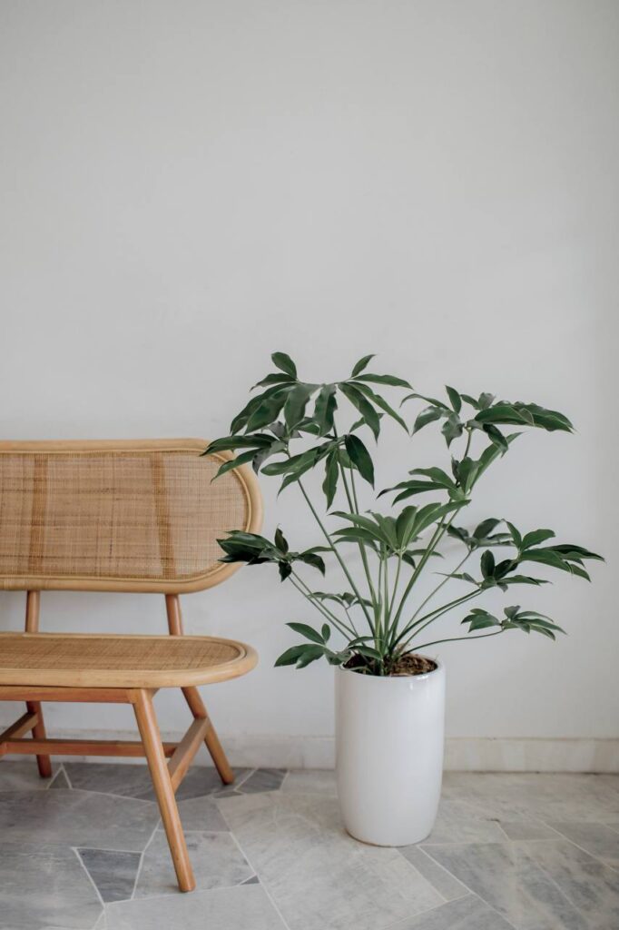 Philodendron Goeldii aka Fun Bun - Plnt.co