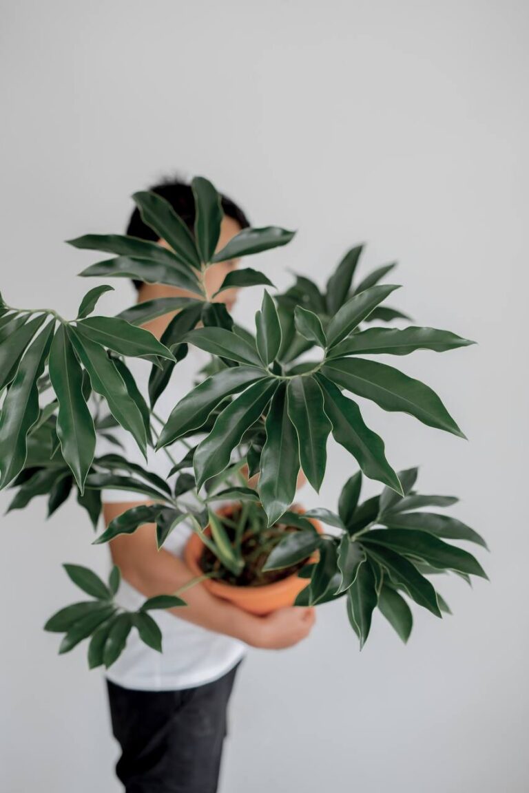 Philodendron Goeldii aka Fun Bun - Plnt.co