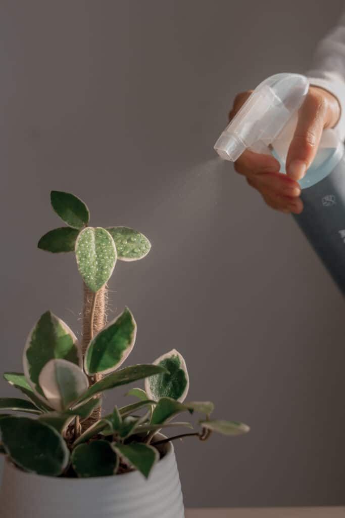 PLNT.Grow by PLNT.co (500ml)/ Foliar Fertilizer - Plnt.co